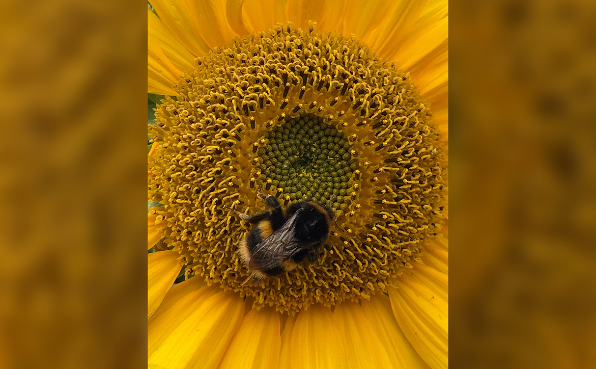 The first APS Wellbeing Week - APS